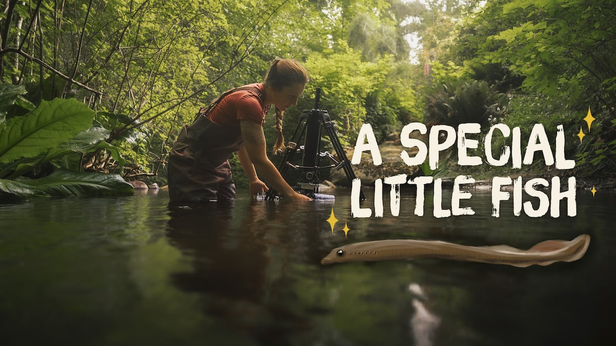 A Special Little Fish | Short format | CBC Gem